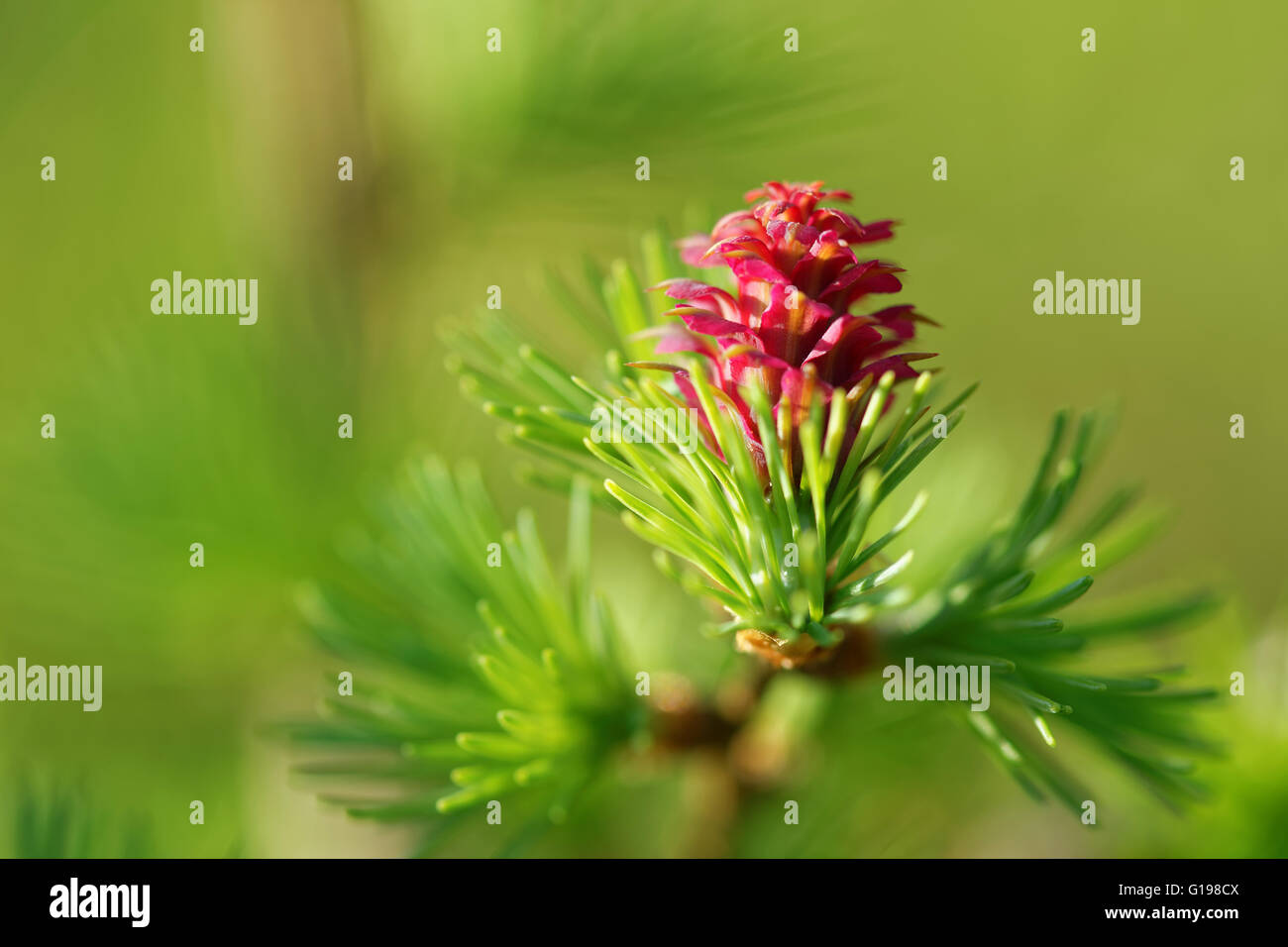 Ovulate cone (strobilus) of larch tree in spring, beginning of May ...