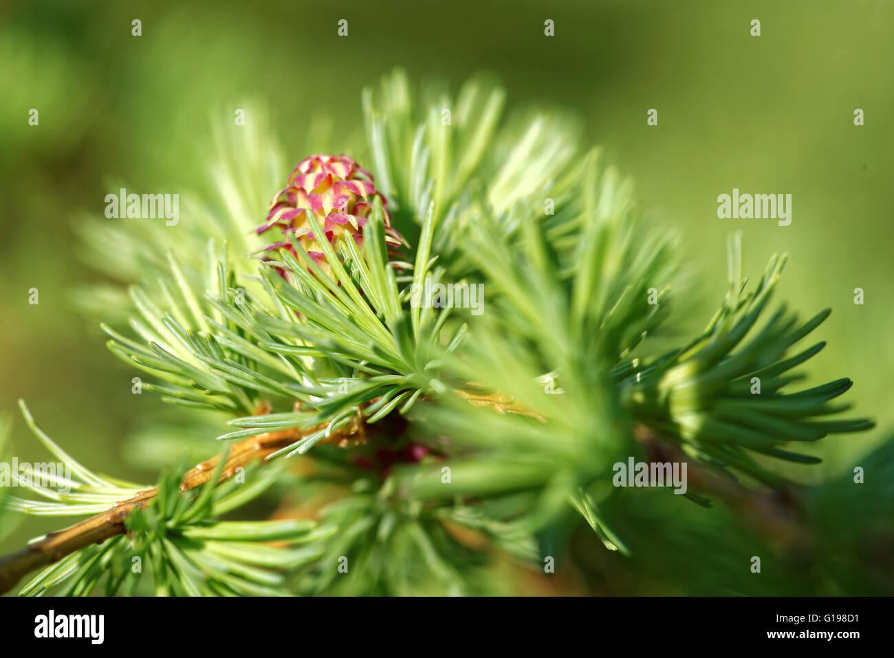 Ovulate cone (strobilus) of larch tree in spring, beginning of May ...
