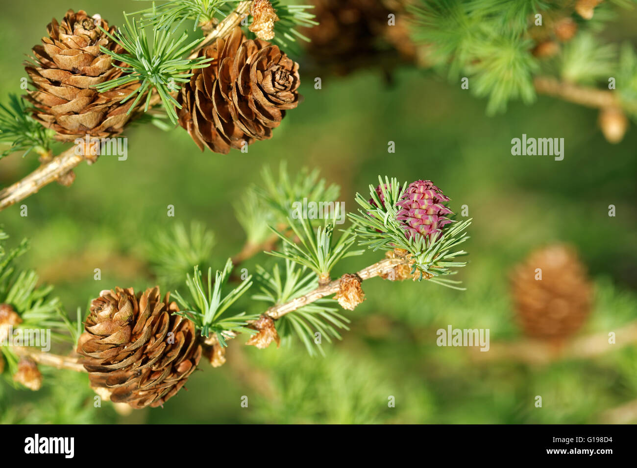 Old and young ovulate cones and young pollen cones of larch tree in ...