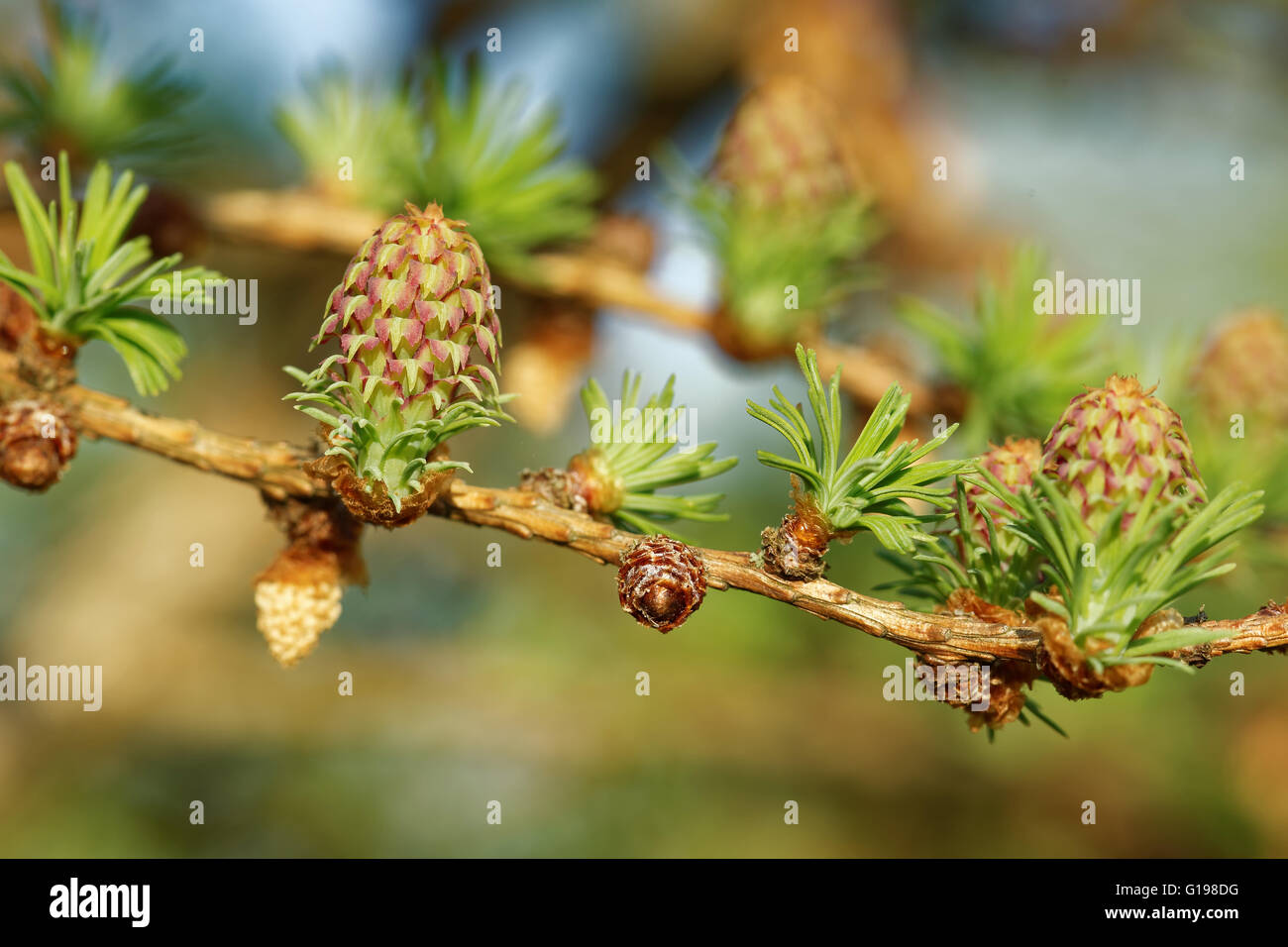 Microsporangia pollen cone hi-res stock photography and images - Alamy
