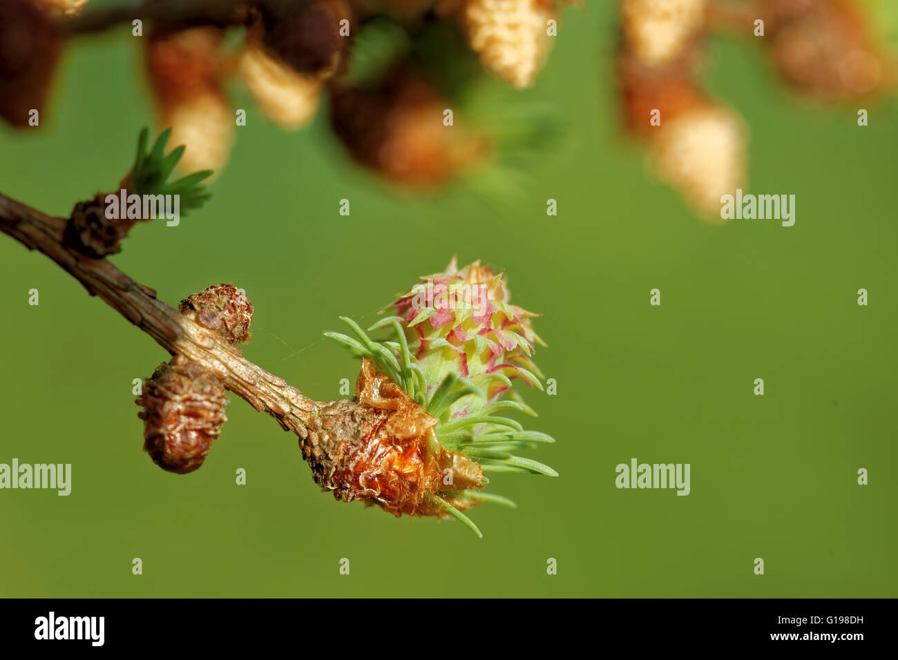Ovulate cone and pollen cones of larch tree in spring, beginning of May ...