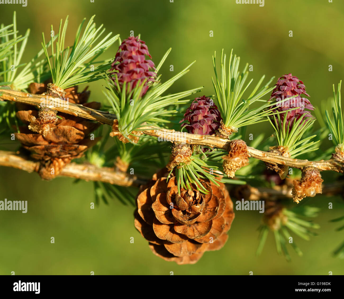 Microsporangia pollen cone hi-res stock photography and images - Alamy