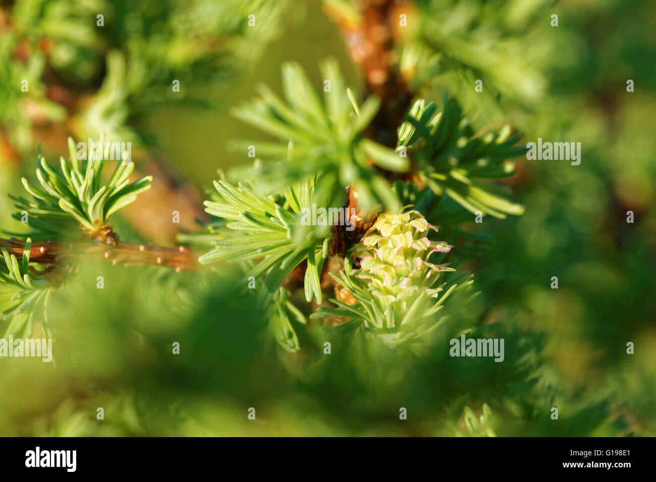 Ovulate cone (strobilus) of larch tree in spring, beginning of May ...