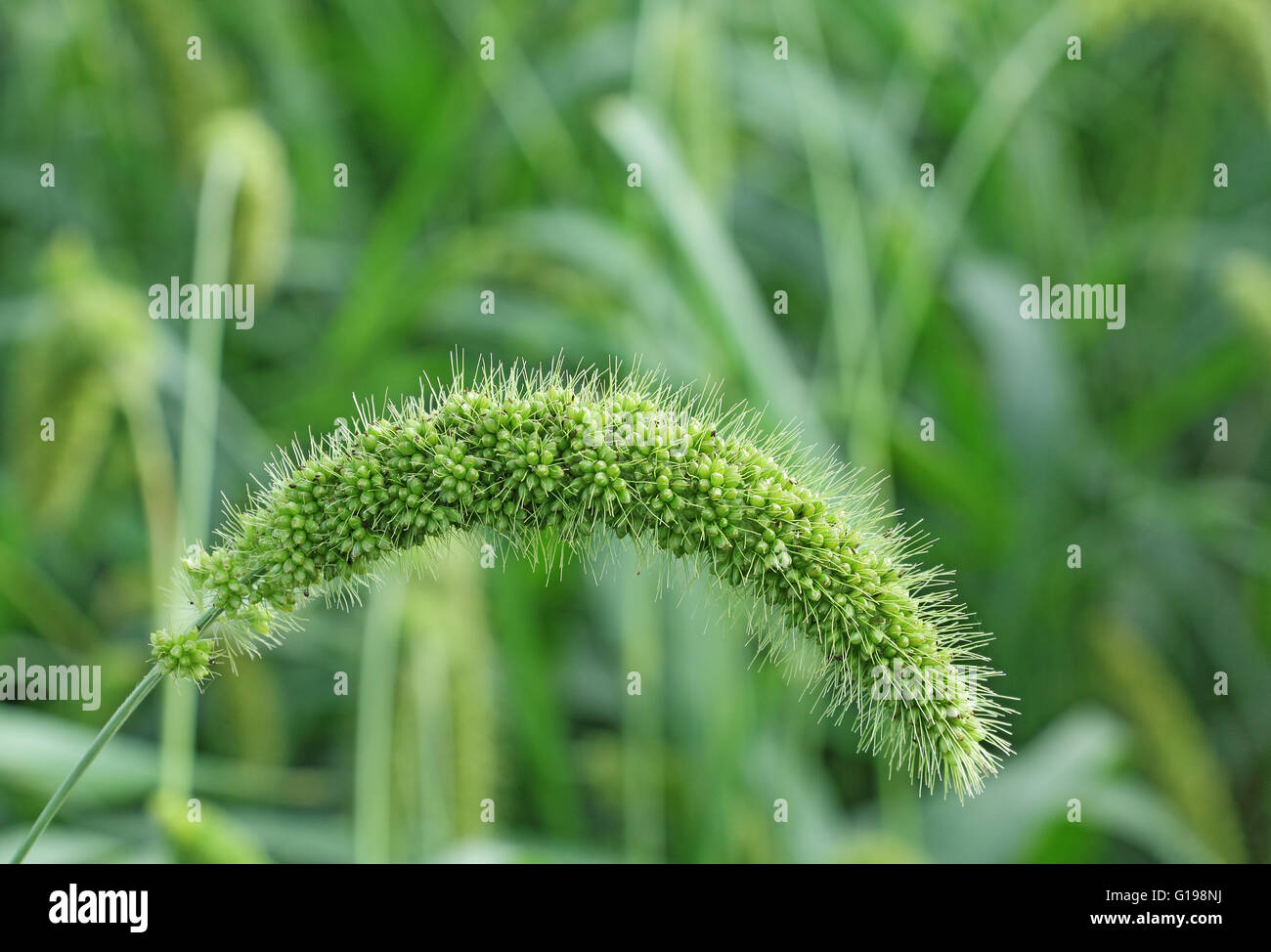 Close up of foxtail millet stalk in plant. Used as food, fodder and for ...