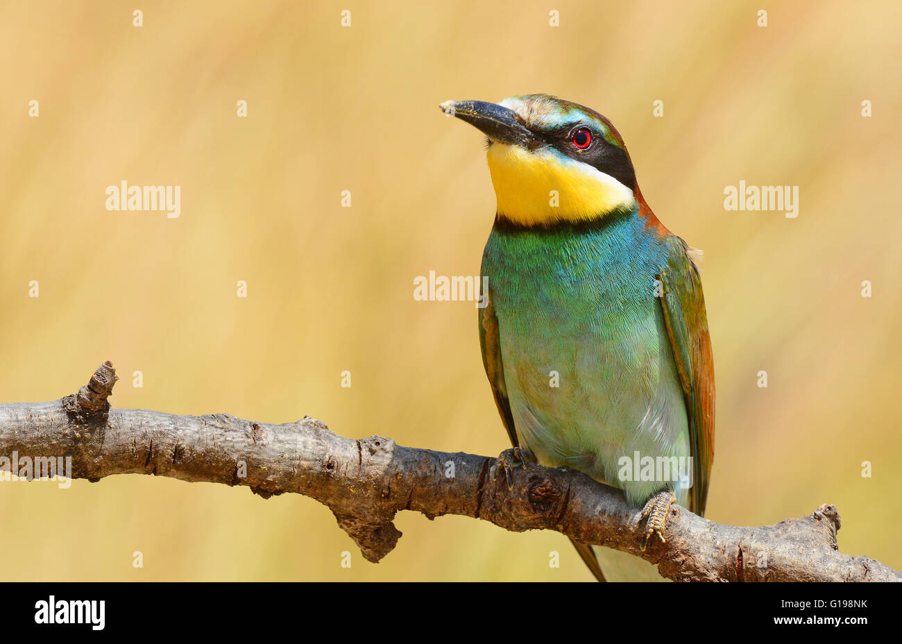 European Bee eater, close up Stock Photo - Alamy