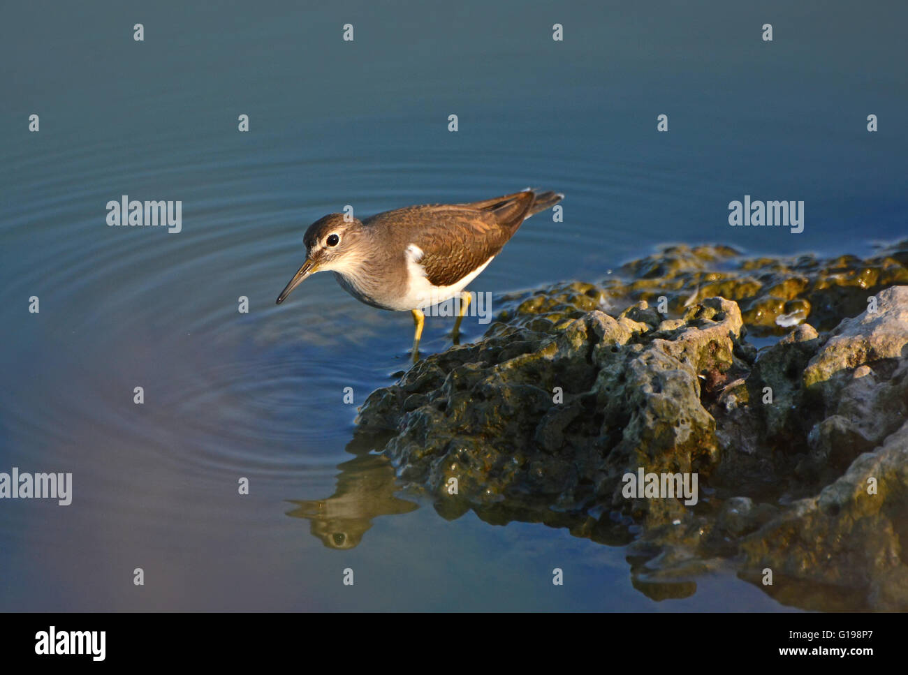 Common sandpiper image hi-res stock photography and images - Alamy