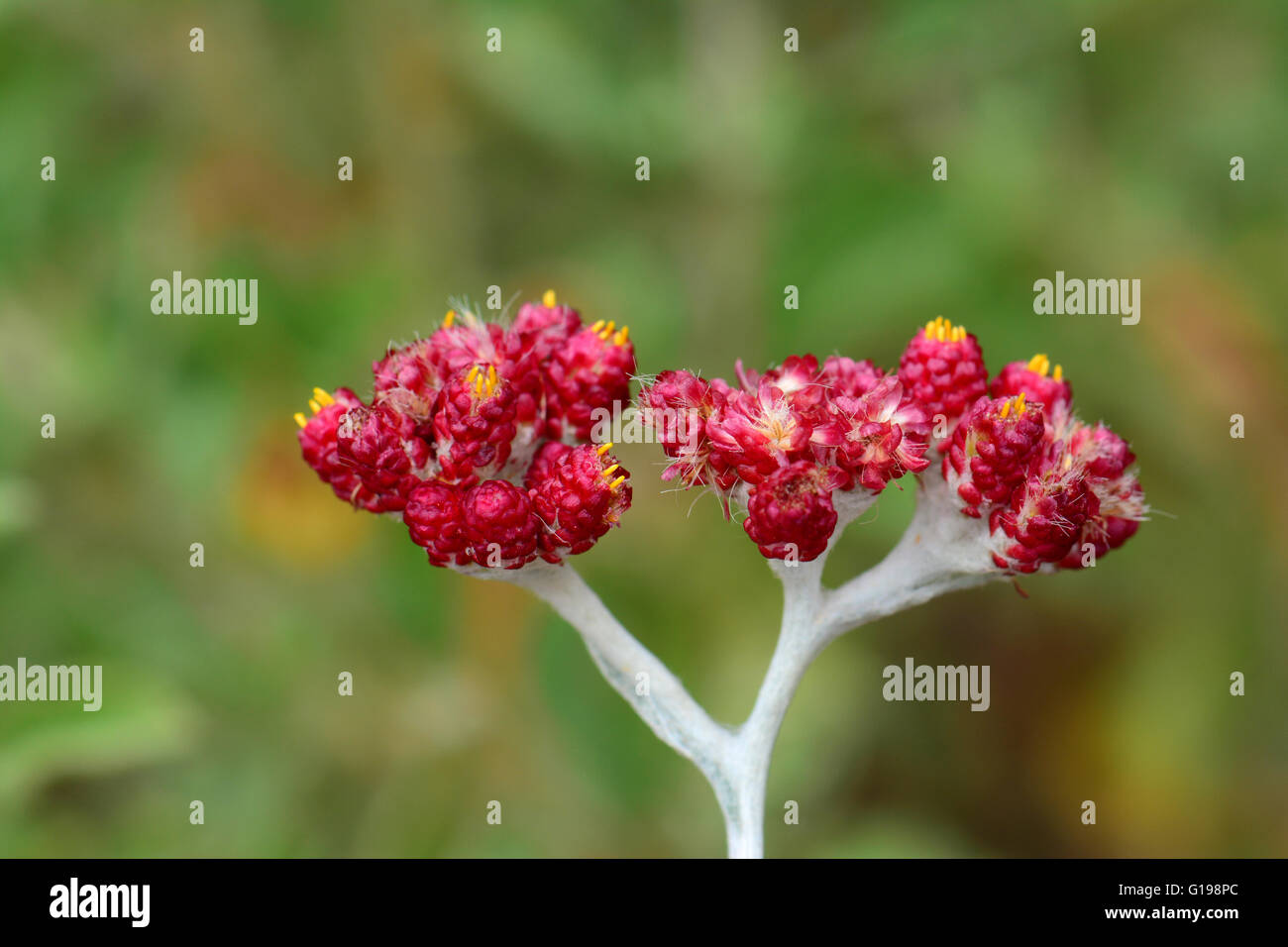 Cudweed flower hi-res stock photography and images - Alamy