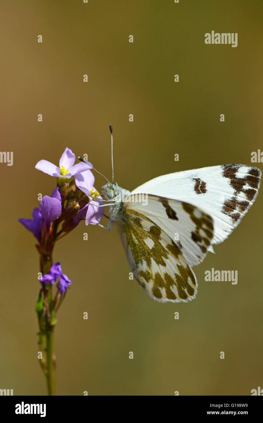 Middle eastern flower hi-res stock photography and images - Alamy