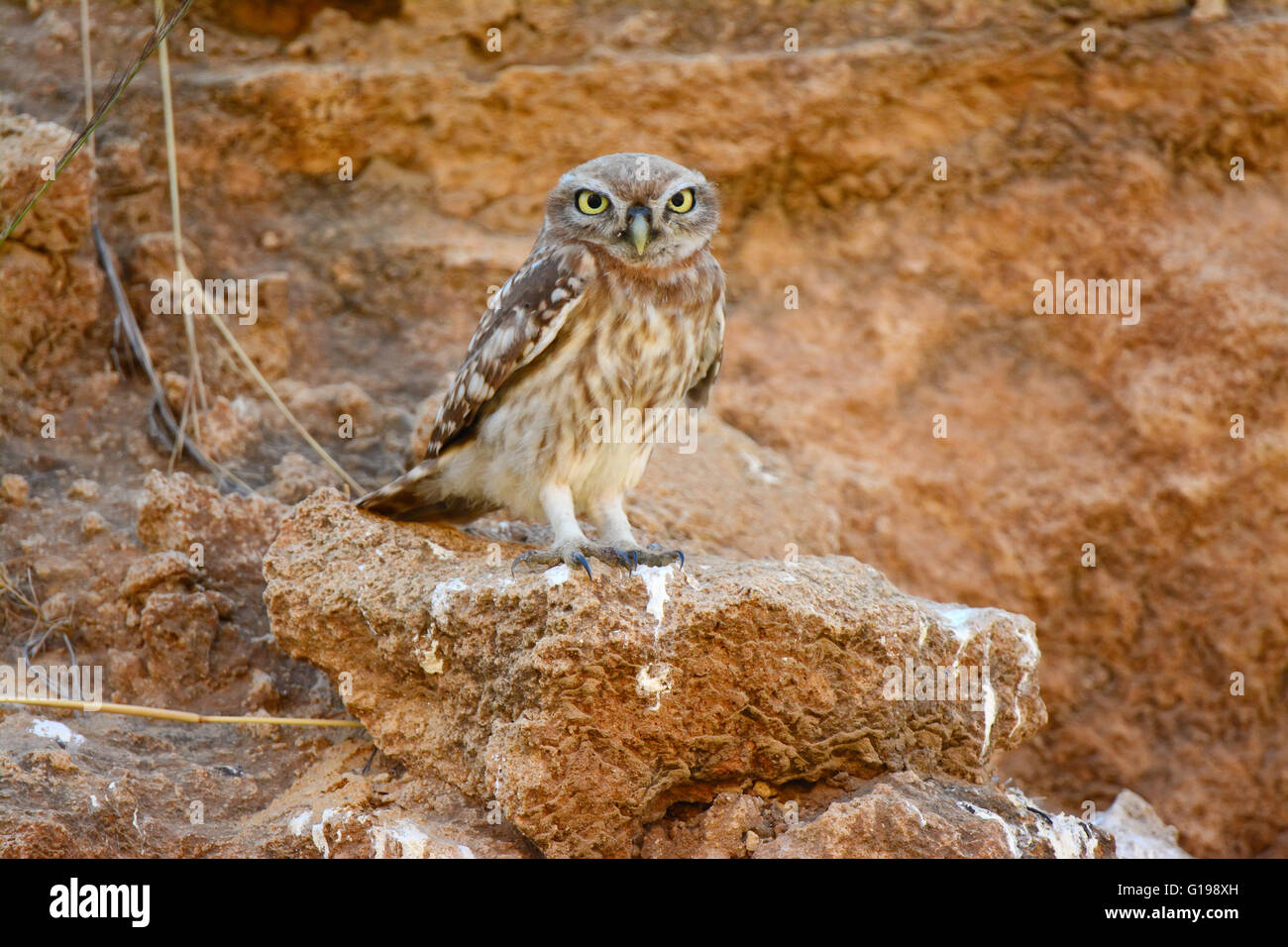 Little owl, Athene noctua,,camouflage colors Stock Photo - Alamy