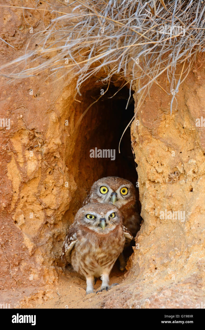 Little owl chicks in burrow Entrance Stock Photo - Alamy