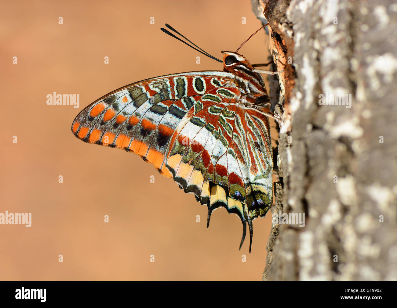 Two tailed pasha butterfly hi-res stock photography and images - Alamy