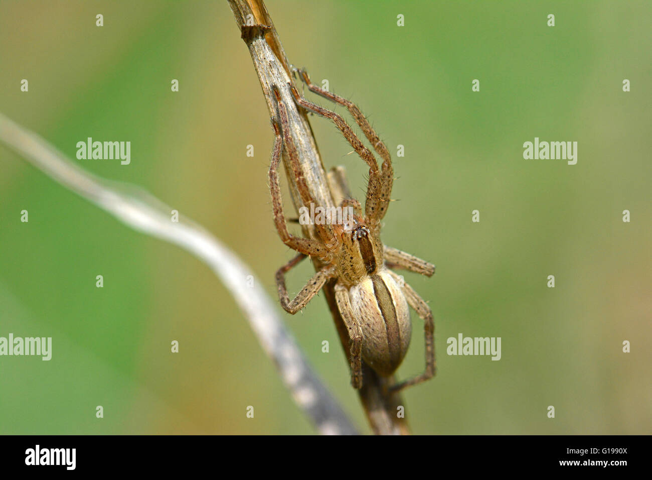 Camouflage predator hi-res stock photography and images - Alamy