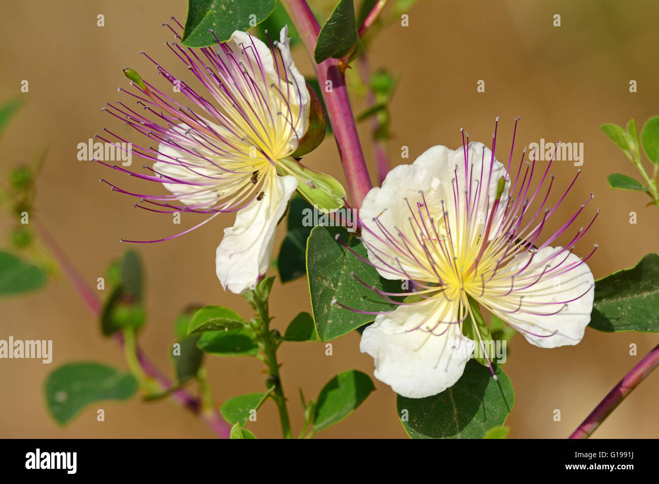 Jerusalem caper hi-res stock photography and images - Alamy