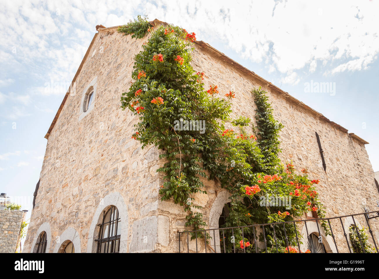 Climbing plant growing on wall of an old building in the village of ...