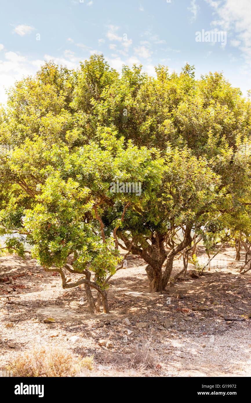 Pistacia Lentiscus Tree