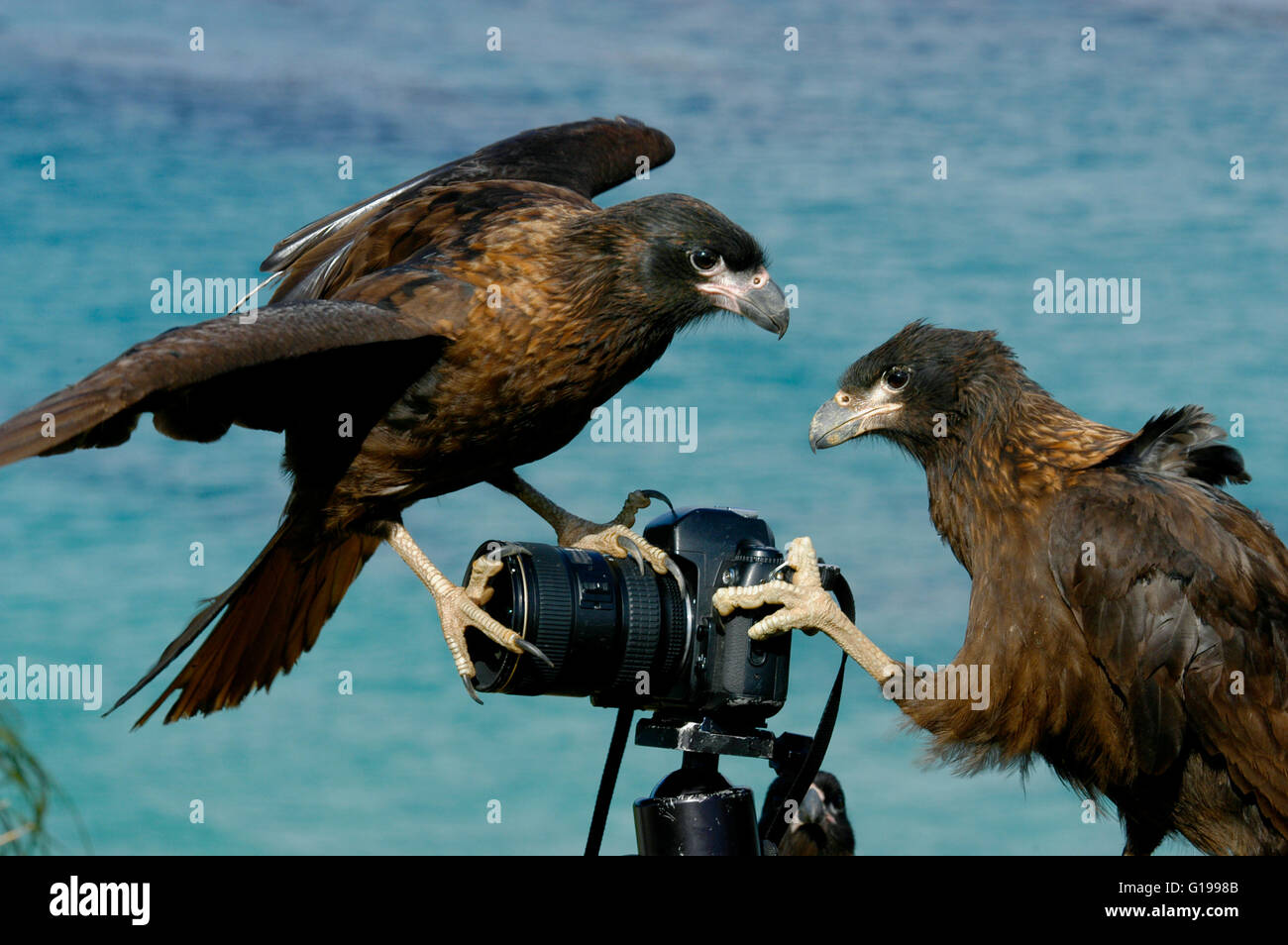 Johnny rook birds falklands hi-res stock photography and images - Alamy