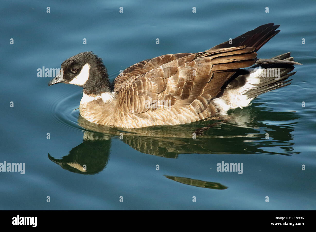 A Cackling Goose and it's reflection Stock Photo - Alamy