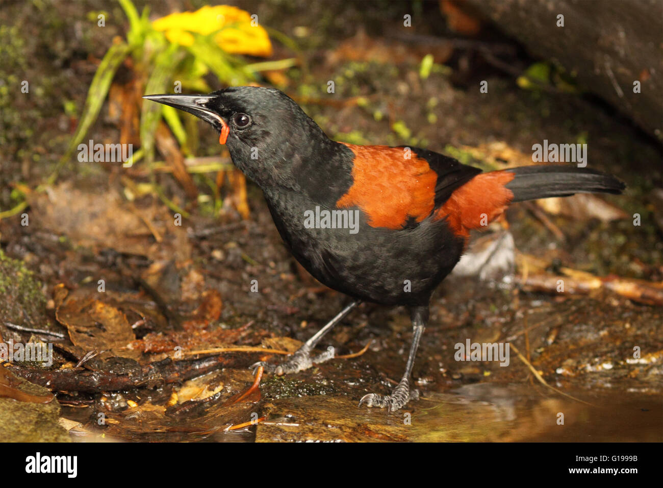 A colorful portrait of a male Saddleback Stock Photo - Alamy