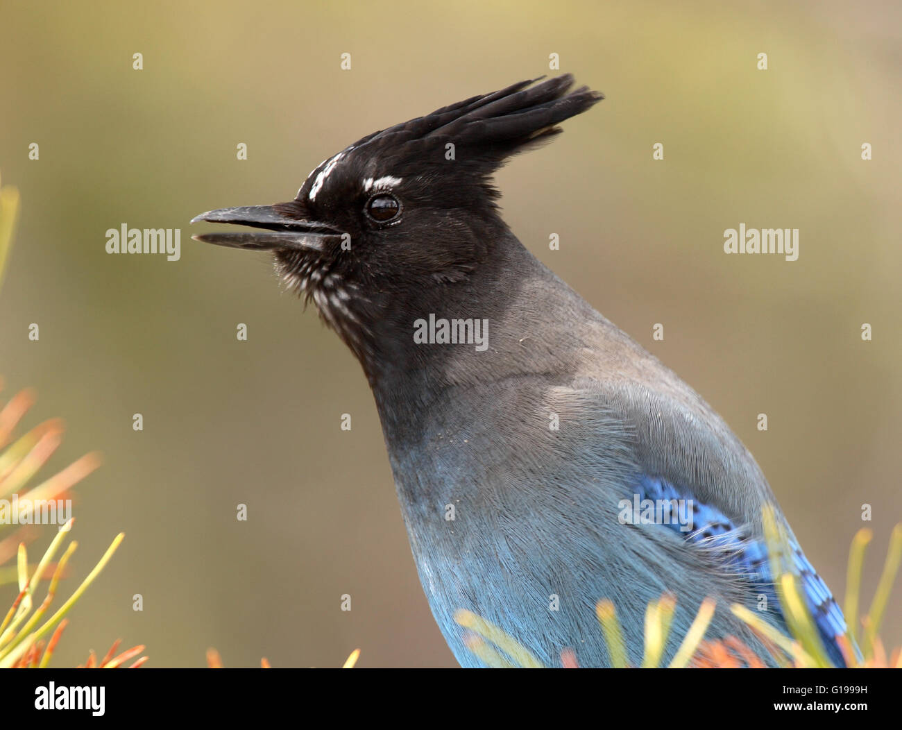 A Steller's Jay calling in the alpine woods of the Rocky Mountains ...