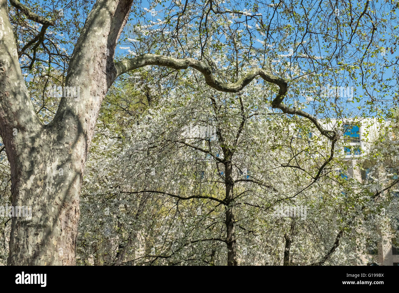 Plane trees (Platanus) sprouting early spring growth in an urban city ...