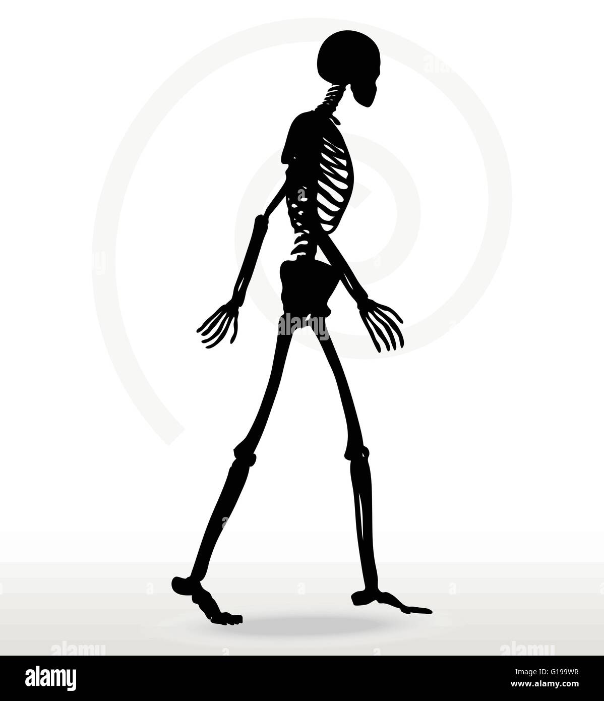 Vector Image - skeleton silhouette in walk pose isolated on white ...
