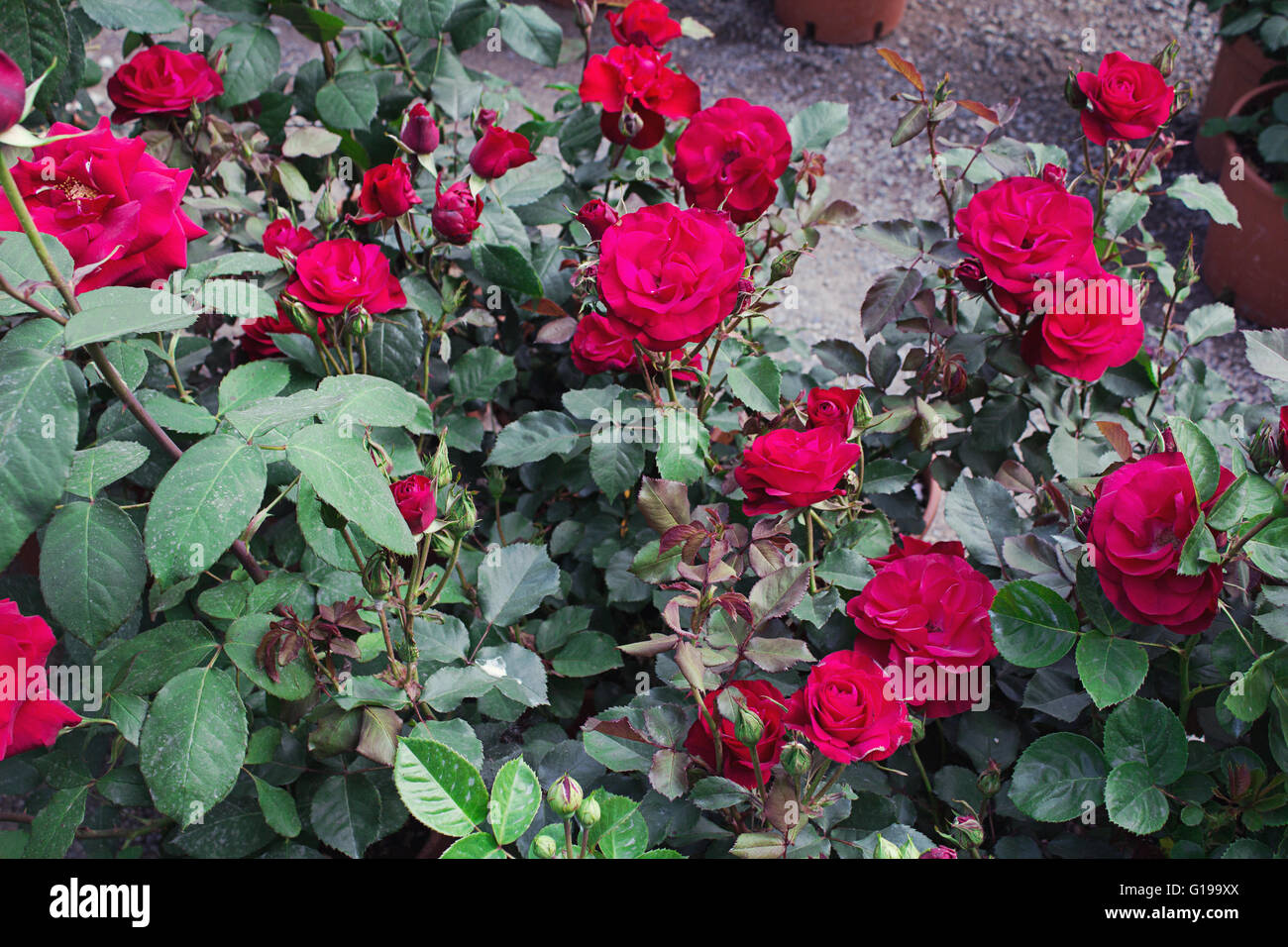 Various roses growing in the garden against a rock wall, sunshining ...