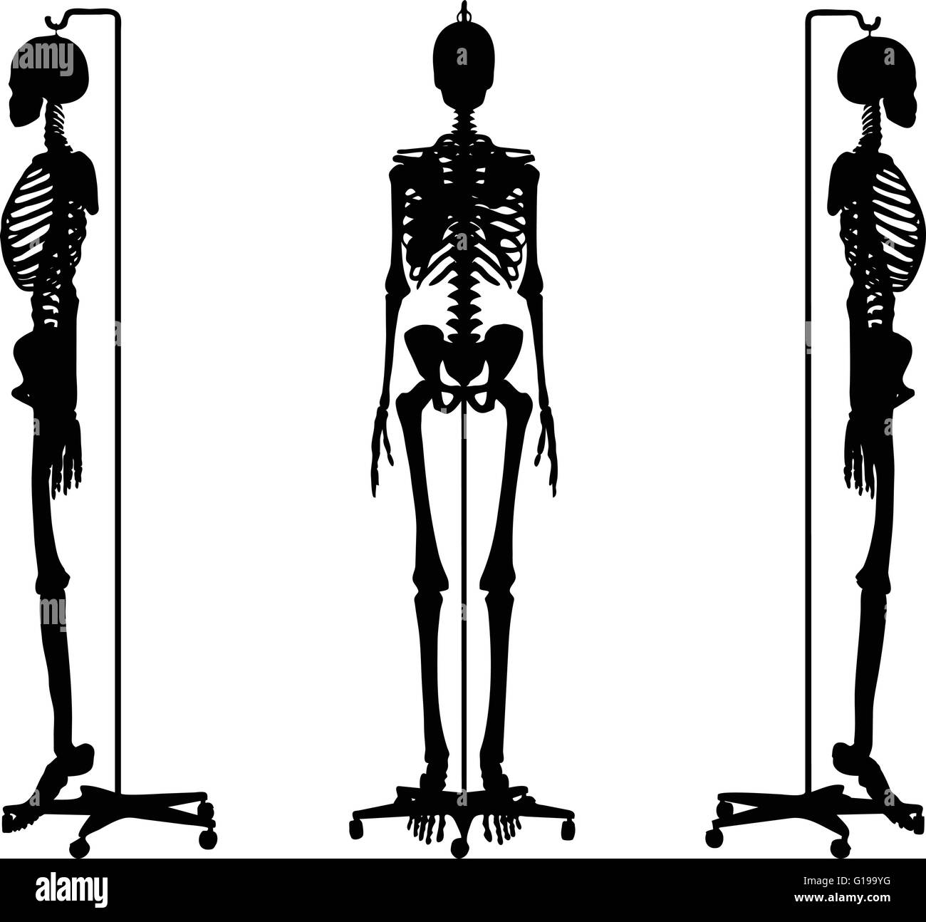 Vector Image - skeleton silhouette in default pose isolated on white ...