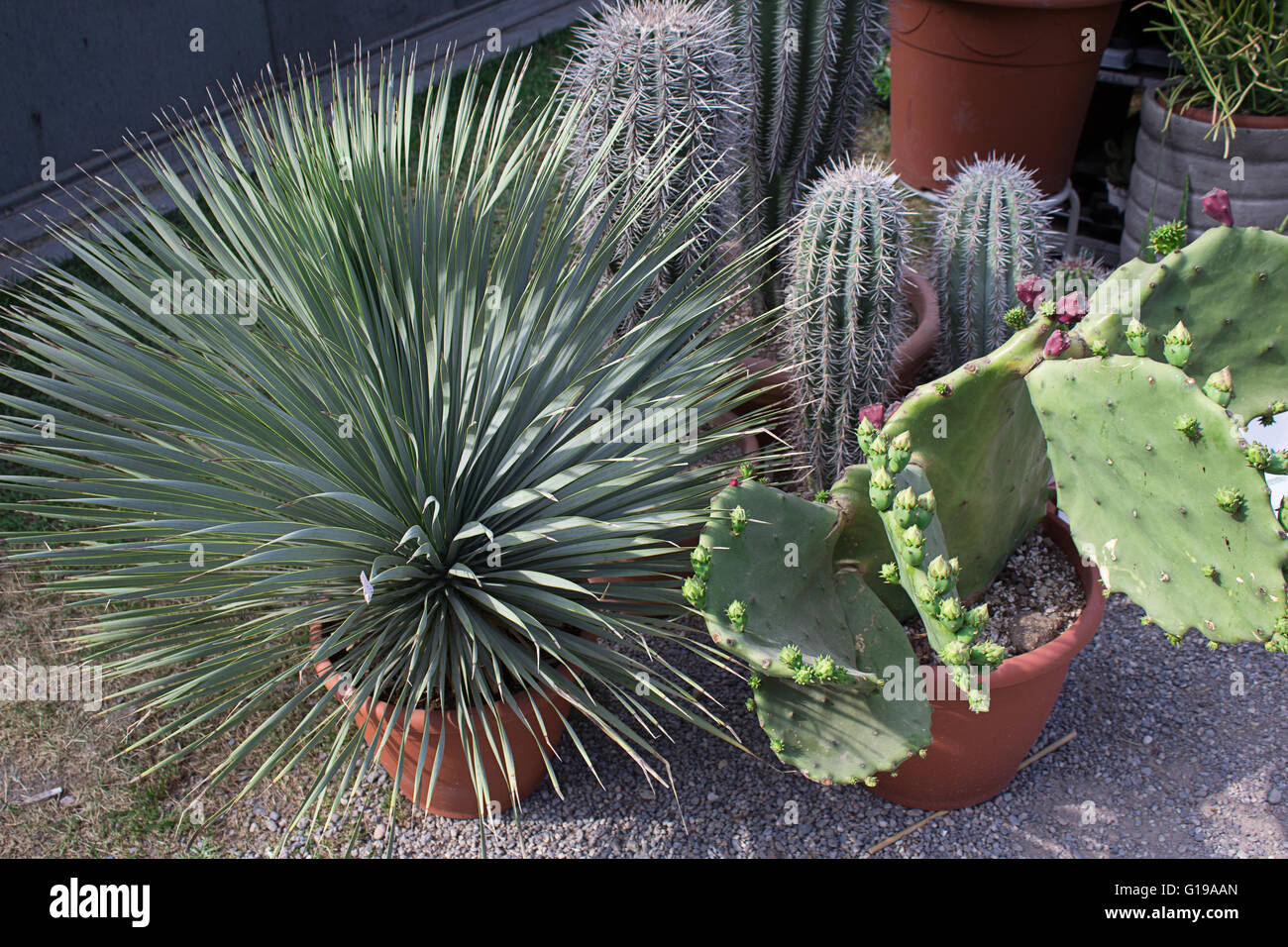 Mix of succulent or fat plants in pots, outdoor, closeup Stock Photo ...