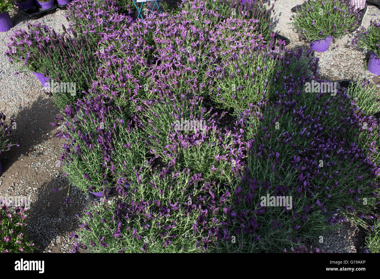Lavanda flowers, in latin Lavandula officinalis, closeup Stock Photo ...
