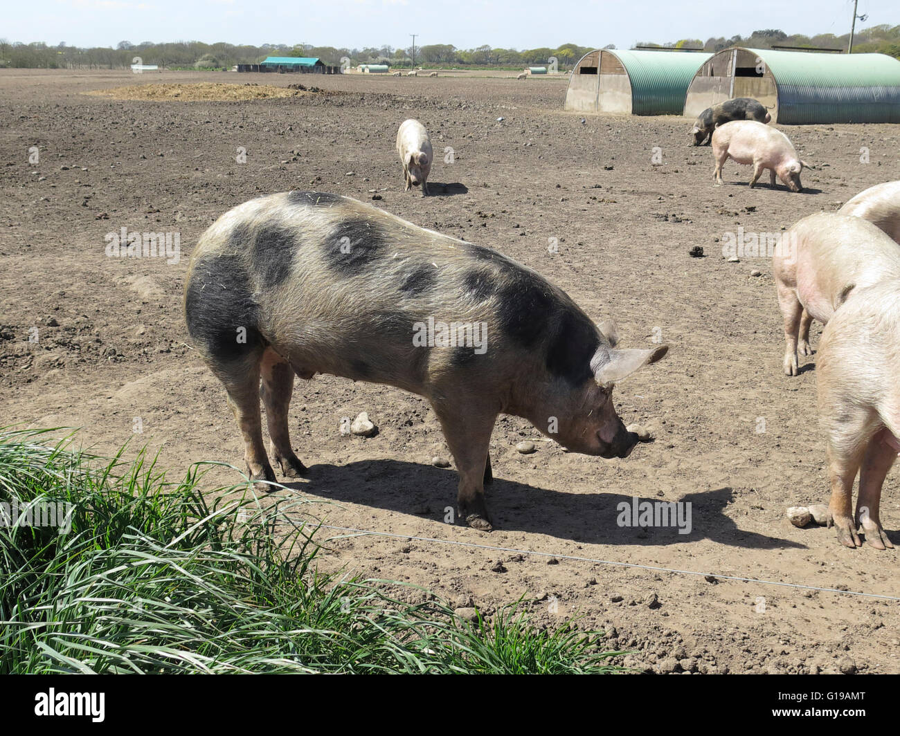 Free range pigs Stock Photo - Alamy
