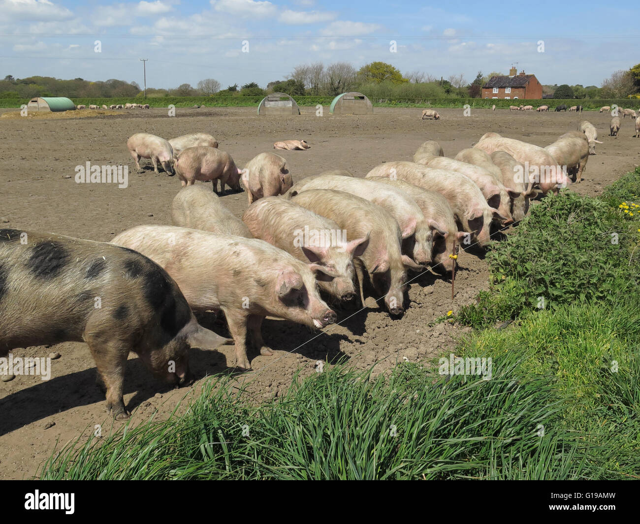 Free range pigs Stock Photo - Alamy