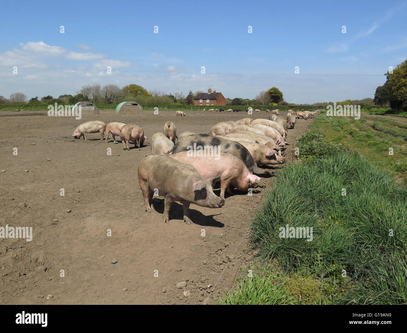 Free range pigs Stock Photo - Alamy