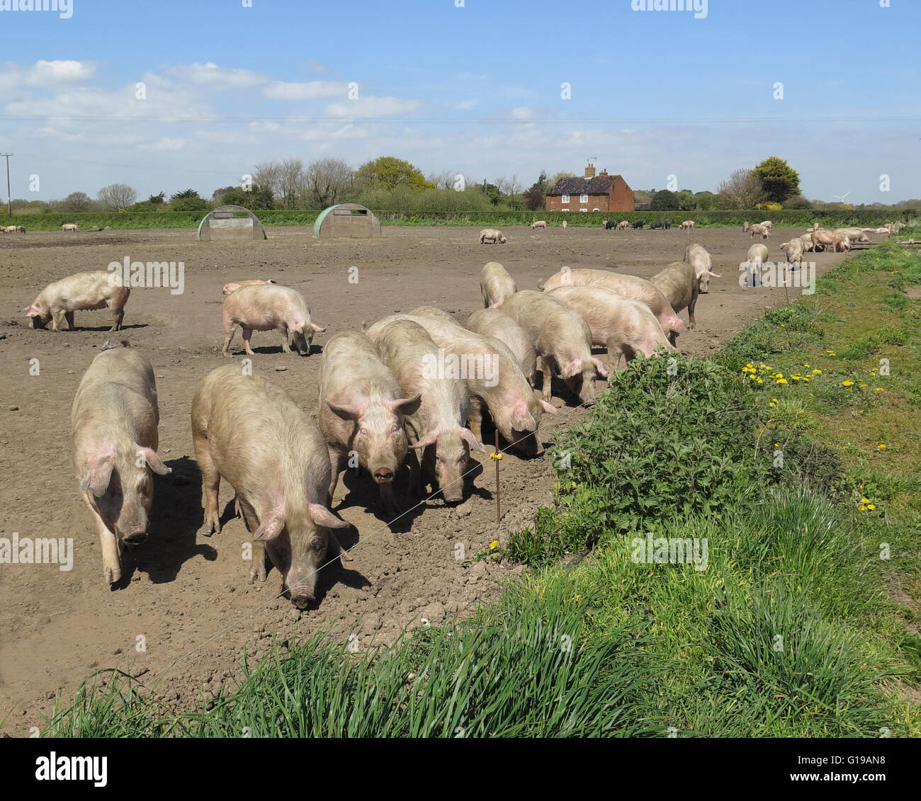 Free range pigs Stock Photo - Alamy