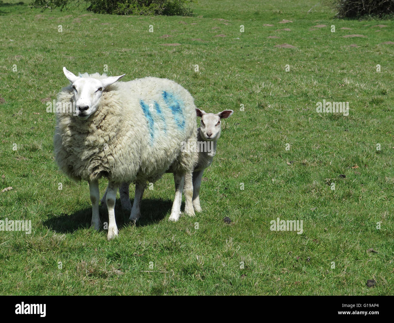 sheep farming suffolk Stock Photo - Alamy