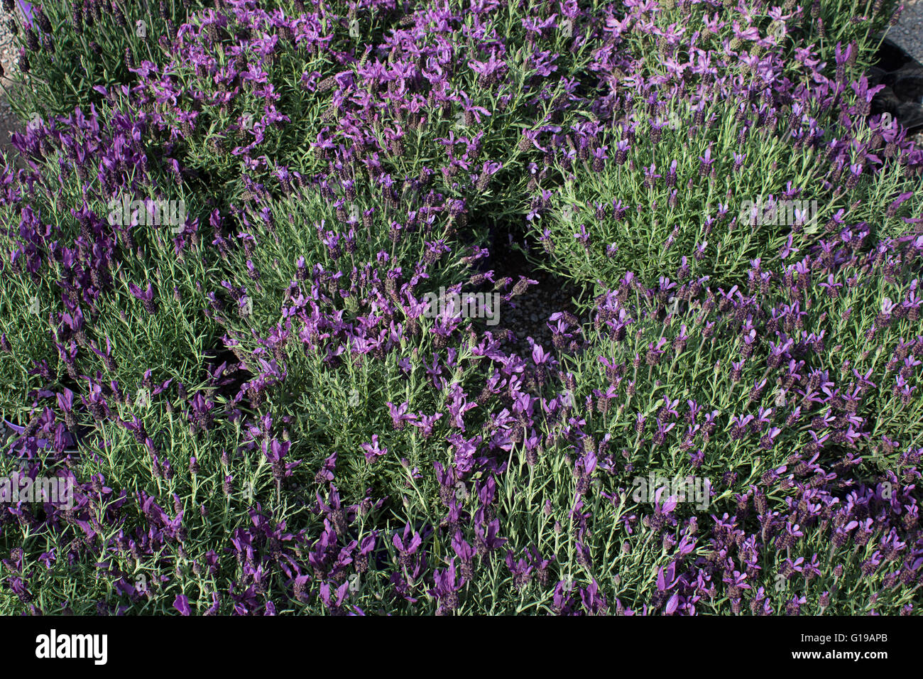 Lavanda flowers, in latin Lavandula officinalis, closeup Stock Photo ...