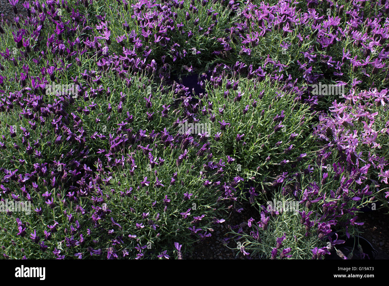 Lavanda flowers, in latin Lavandula officinalis, closeup Stock Photo ...