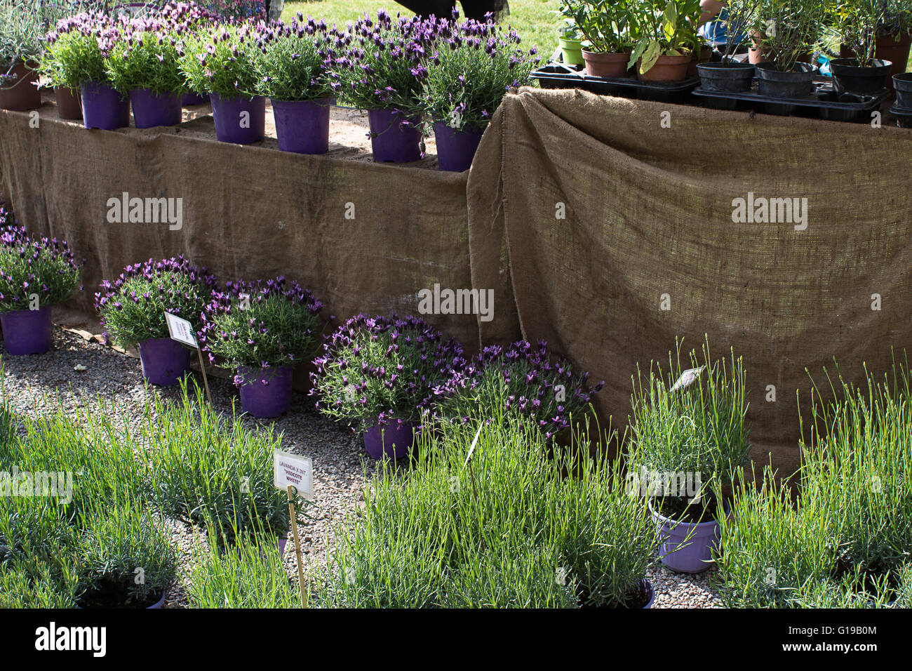 Lavanda flowers, in latin Lavandula officinalis, closeup Stock Photo ...