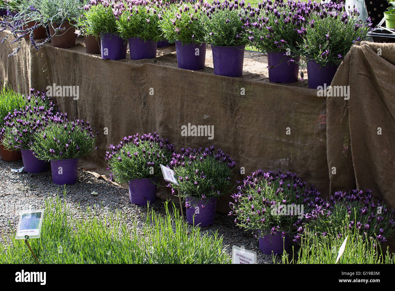 Lavanda flowers, in latin Lavandula officinalis, closeup Stock Photo ...