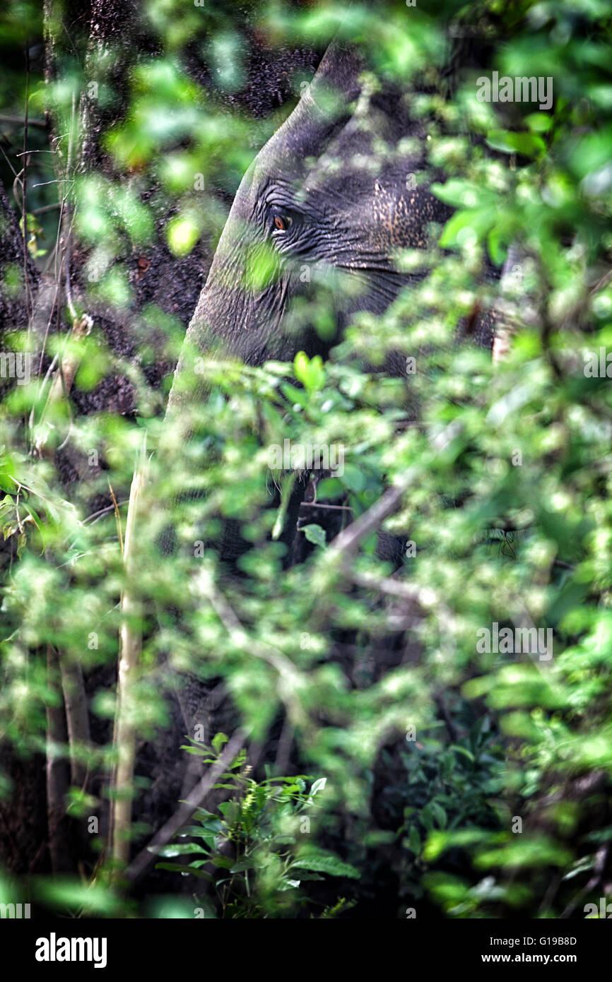 A wild male elephant during his must ( musth ) period. photo taken in ...