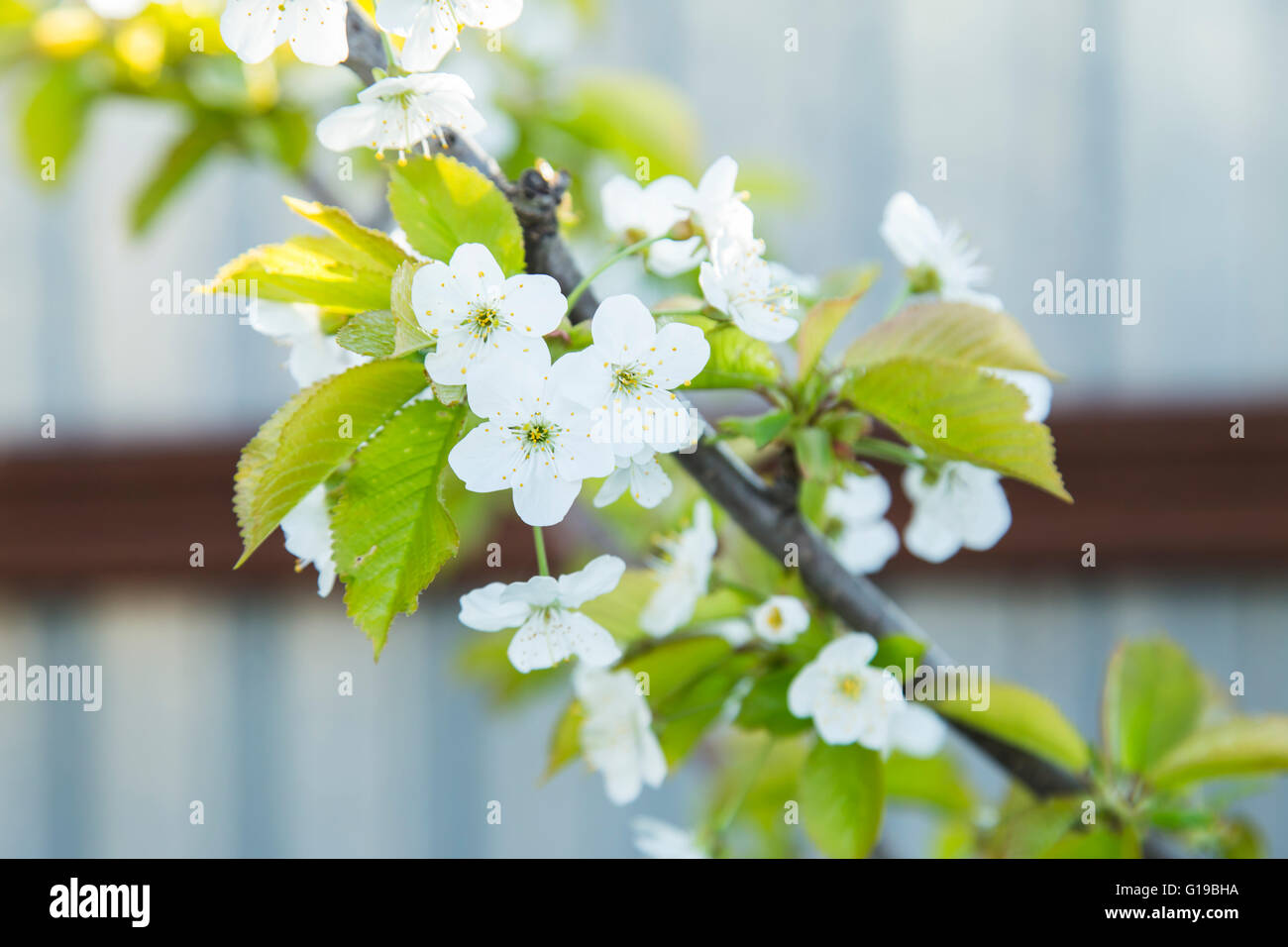 Blooming cherry blossom twig hi-res stock photography and images - Alamy