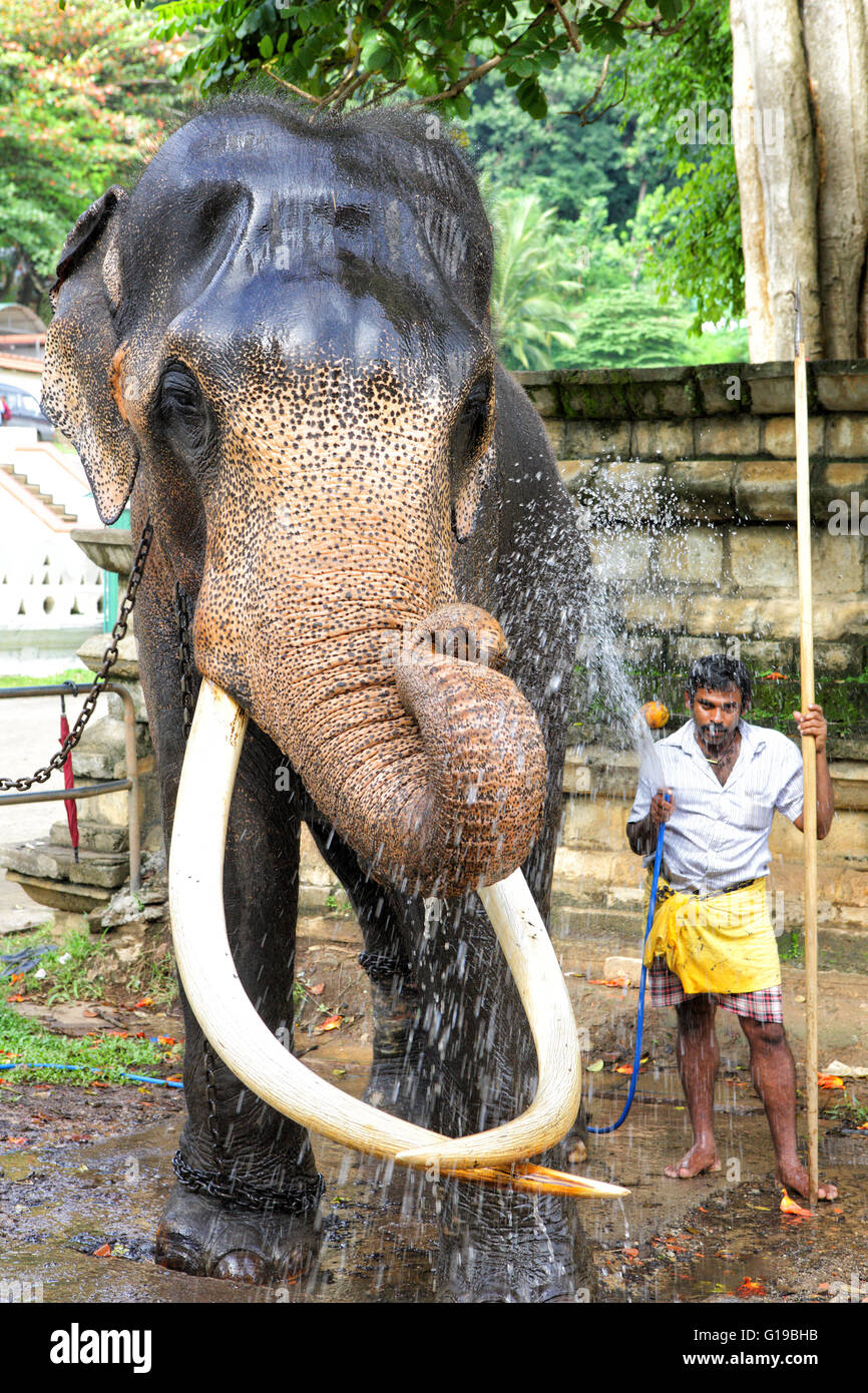 Elephant and keeper Kandy Sri Lanka Stock Photo - Alamy