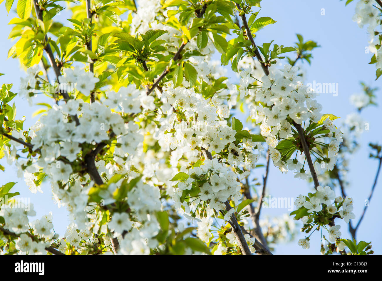 Cherry blossom branch blooming hi-res stock photography and images - Alamy
