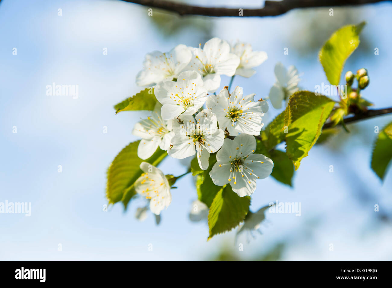 Plum blossom illustration hi-res stock photography and images - Alamy
