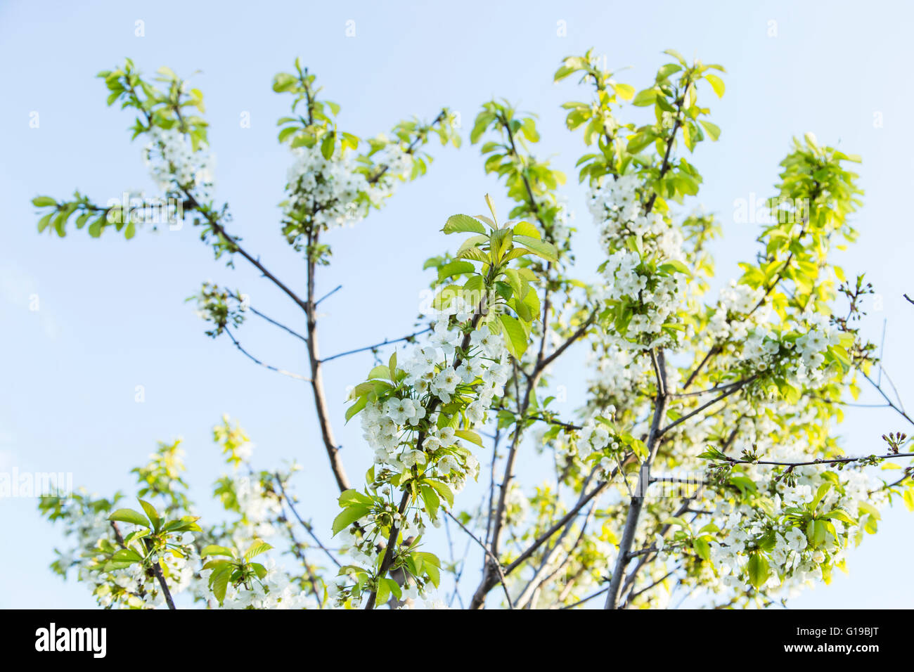 Blooming cherry branch hi-res stock photography and images - Alamy