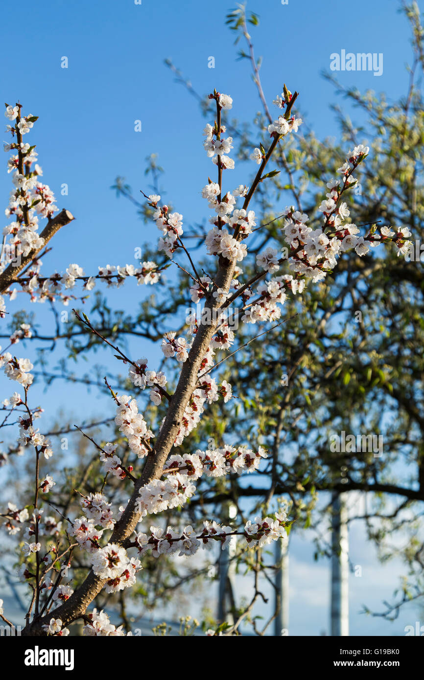 Apricot wild hi-res stock photography and images - Alamy
