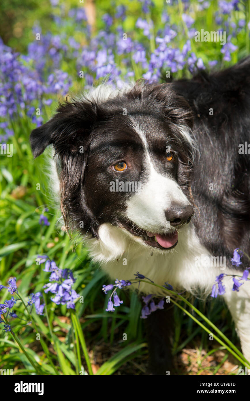 A Border Collie in spring sunshine in a bluebell wood Stock Photo - Alamy
