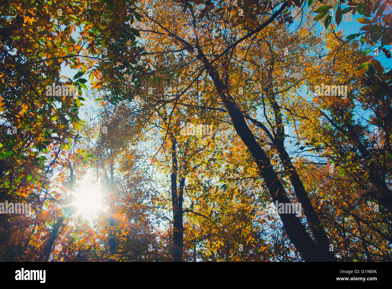 Vibrant dawn forest hi-res stock photography and images - Alamy