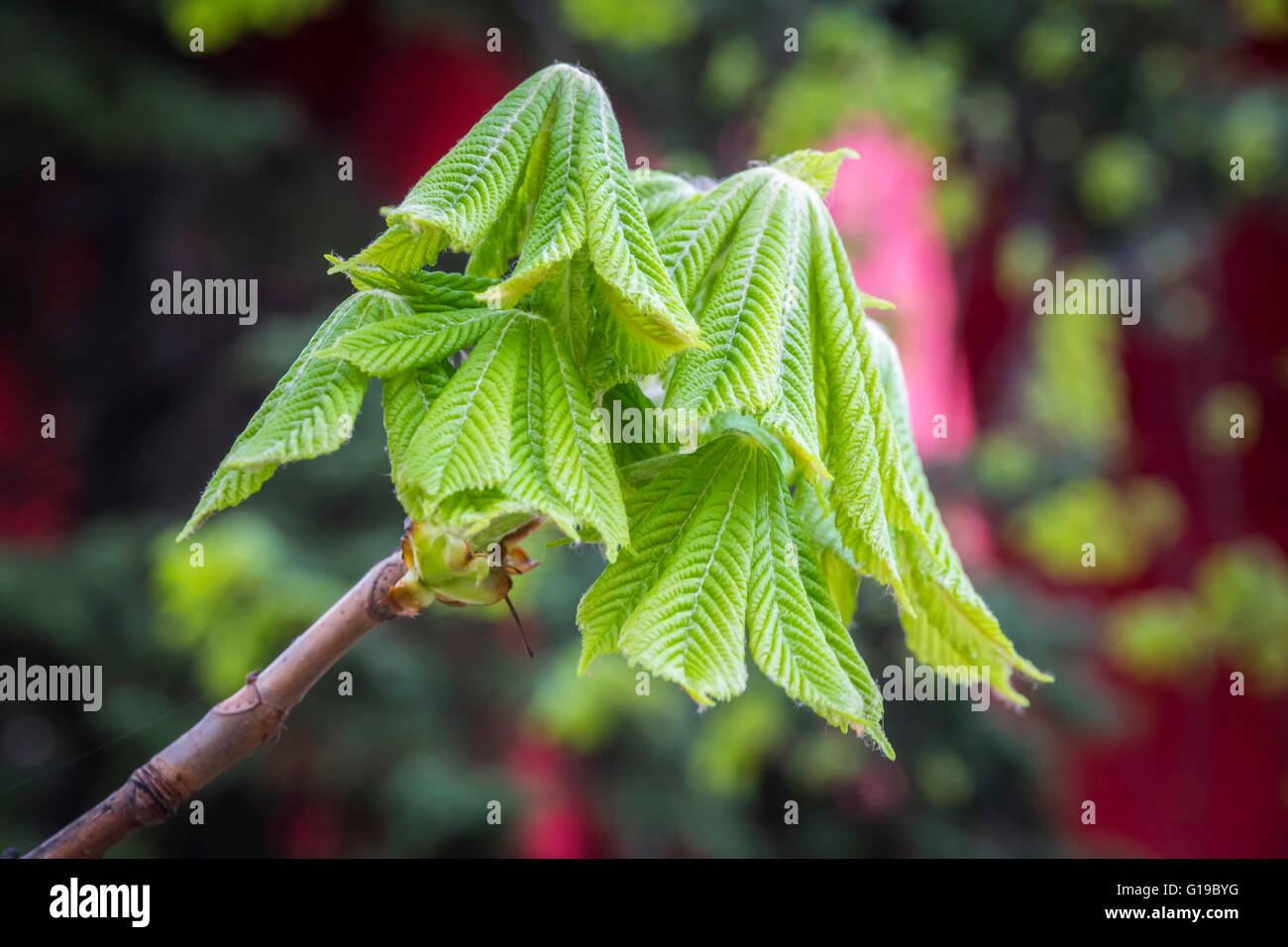 Branch of a chestnut tree with sprouting leaves in springtime Stock ...