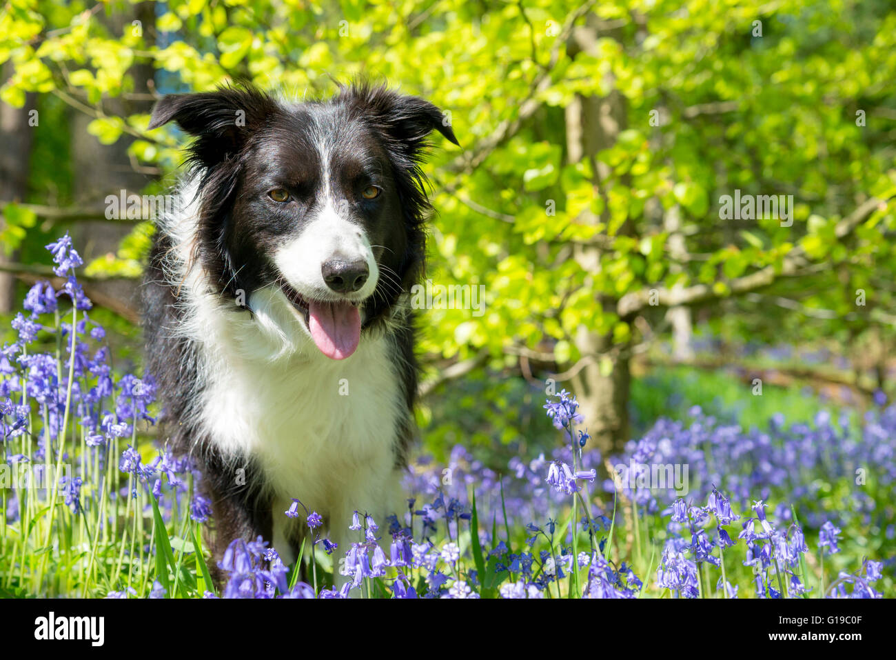 A beautiful Border Collie in a patch of bluebells in lovely spring ...