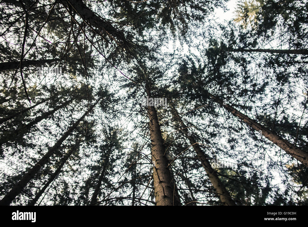Wild forest and pine trees Stock Photo - Alamy